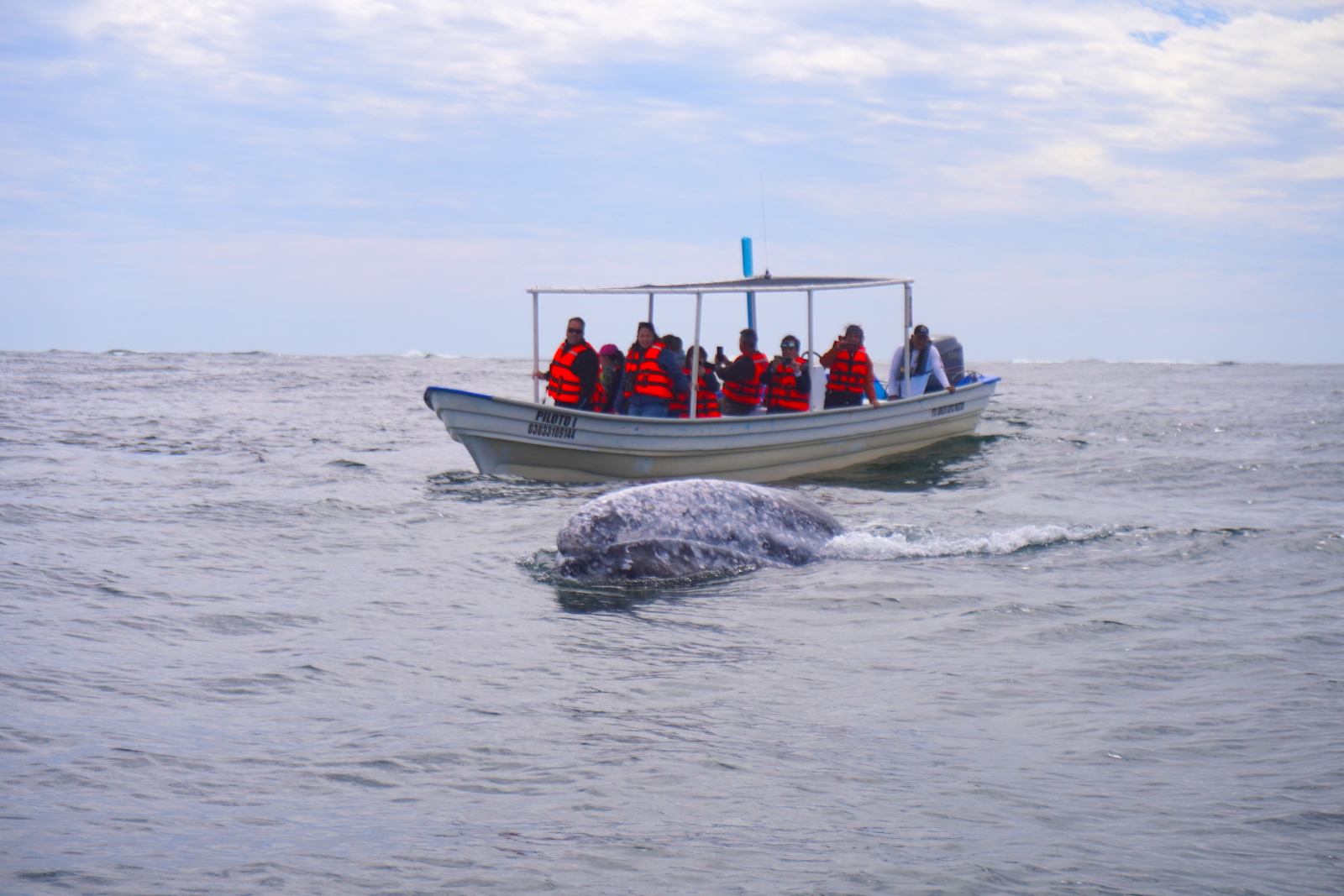 Gray Whale Watching in Puerto Chale, Bahía Almejas (Baja California Sur ...