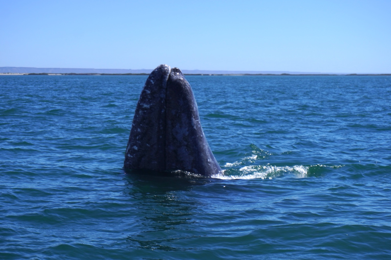 Gray Whale Watching in San Ignacio lagoon (Baja California Sur, Mexico ...