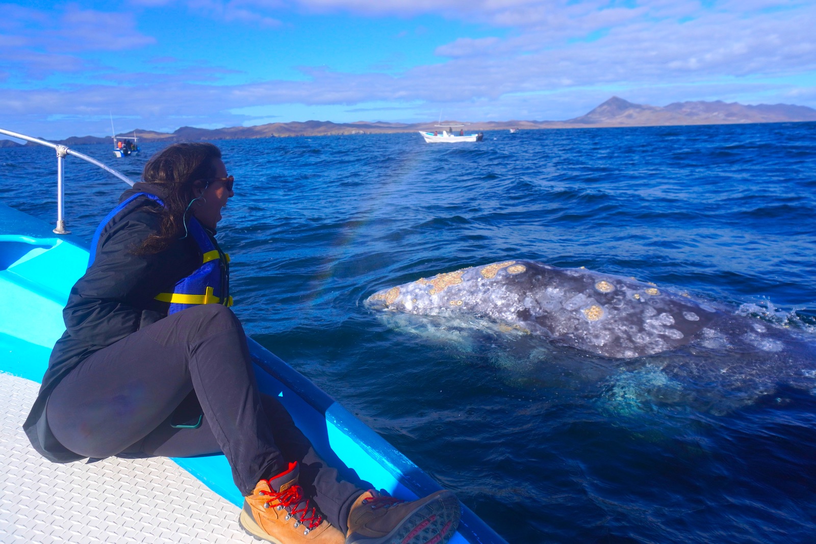 Whale Watching guide in Baja California Sur (Mexico): everything you ...